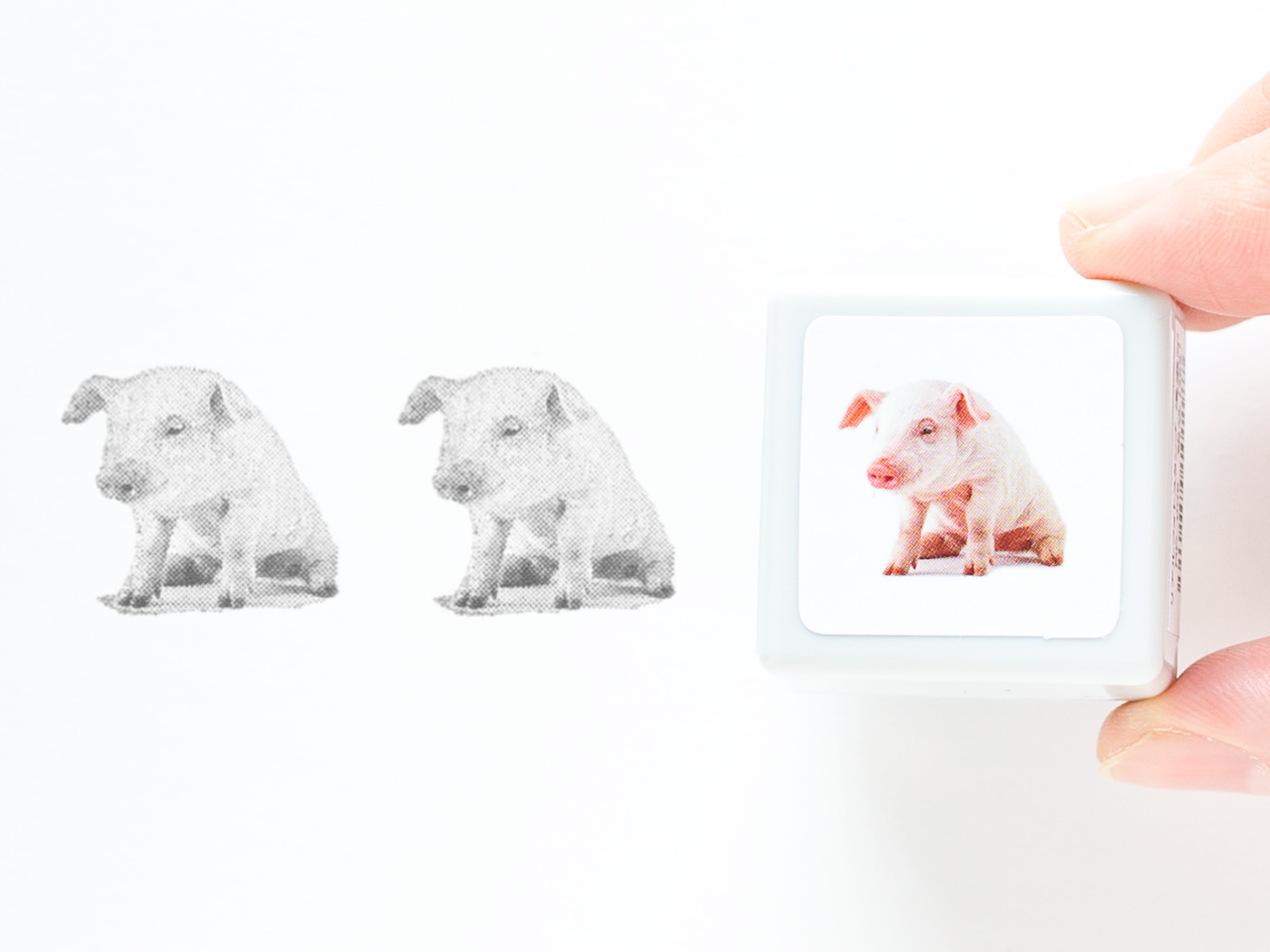 Real photo stamp - pig - – Fantastic Japan