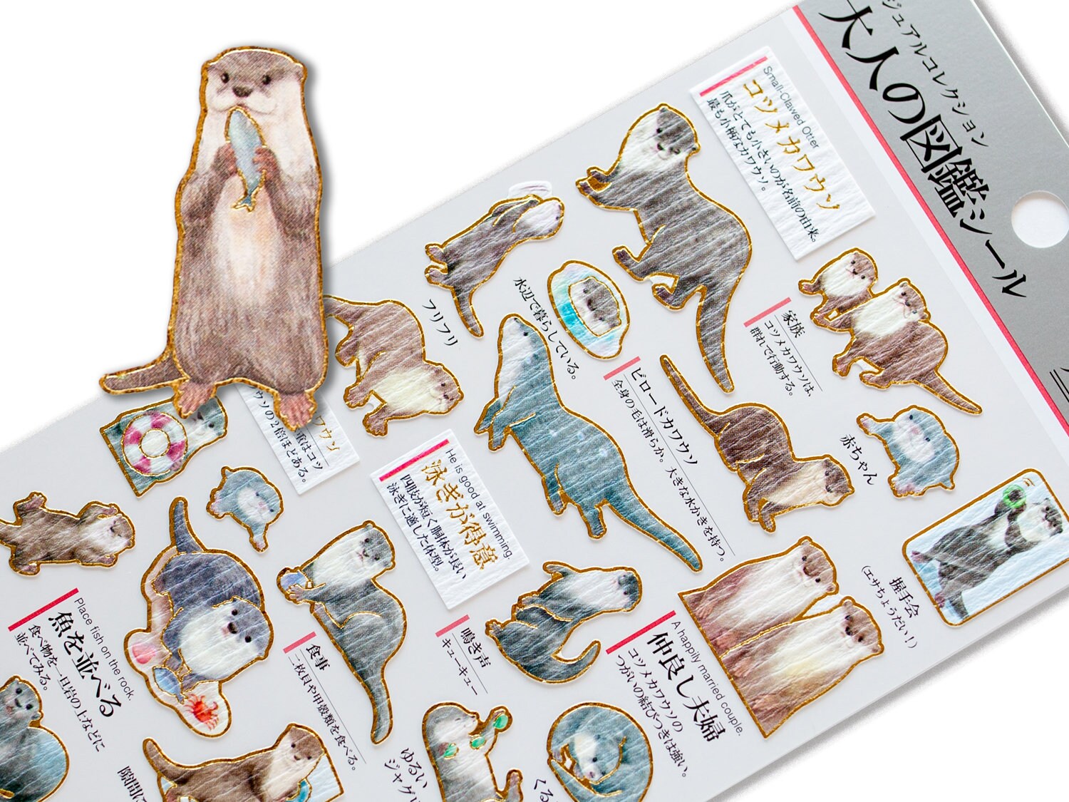 Gold foil adult visual dictionary sticker -Otter- – Fantastic Japan