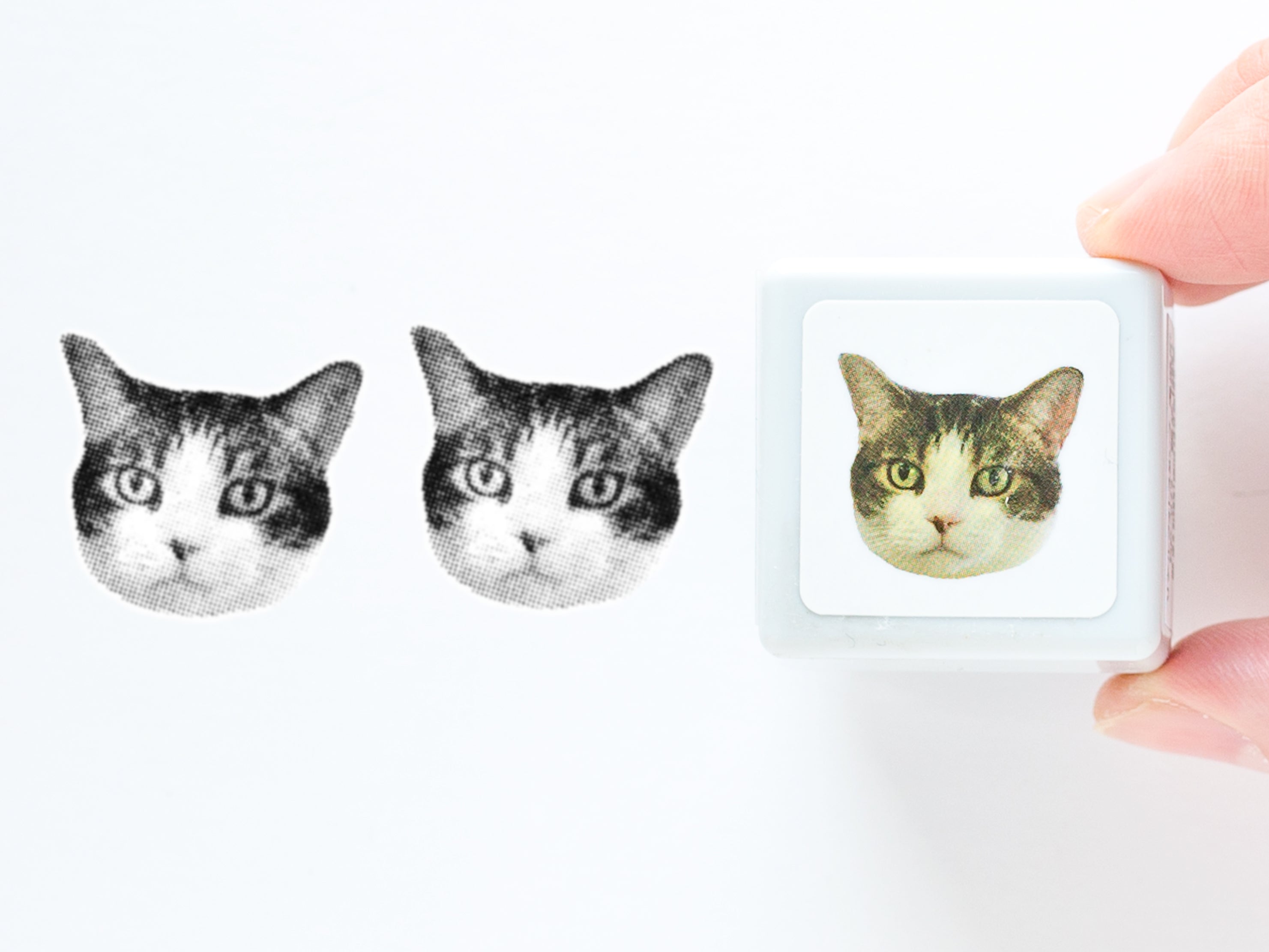 Real photo stamp -Ragdoll- – Fantastic Japan
